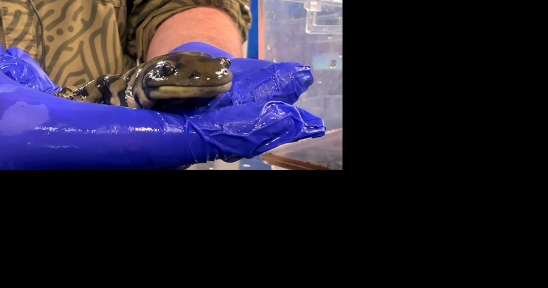 Tanglewood Tuesday: Meet the Western Tiger Salamander | News | weny.com