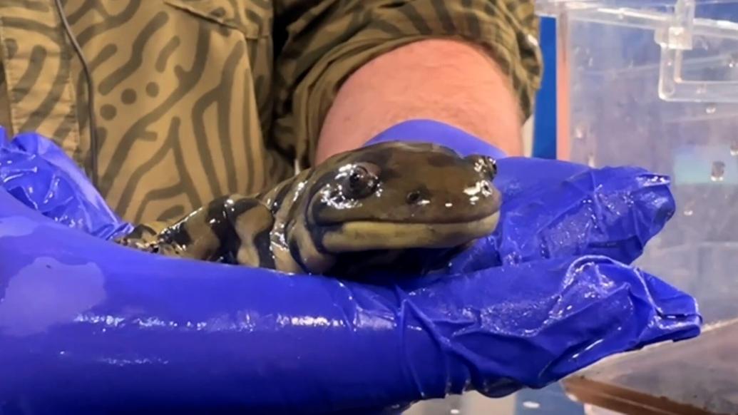 Tanglewood Tuesday: Meet the Western Tiger Salamander | News | weny.com
