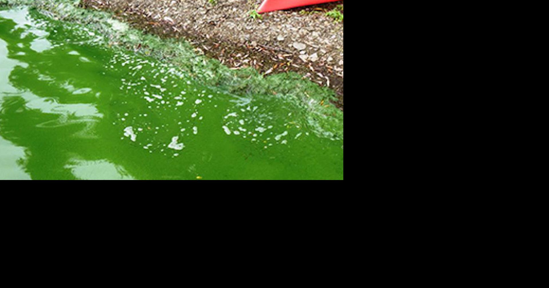 Cornell study examines how certain algae species dominate during blooms ...