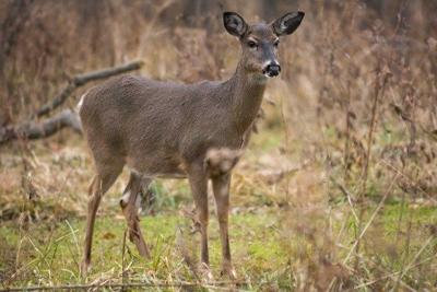 Pa. commission won’t change start date of firearms deer season | News ...