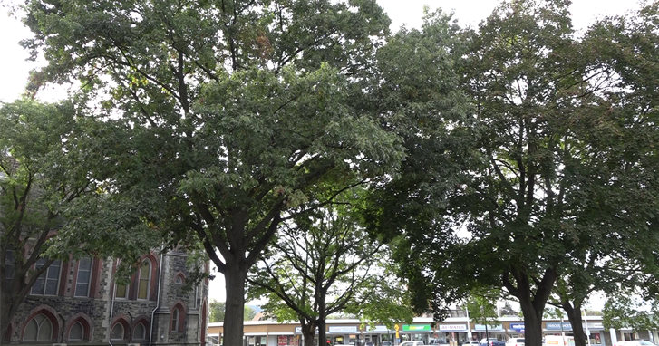 City of Elmira Passes Ordinance to Update Street Tree List | News ...