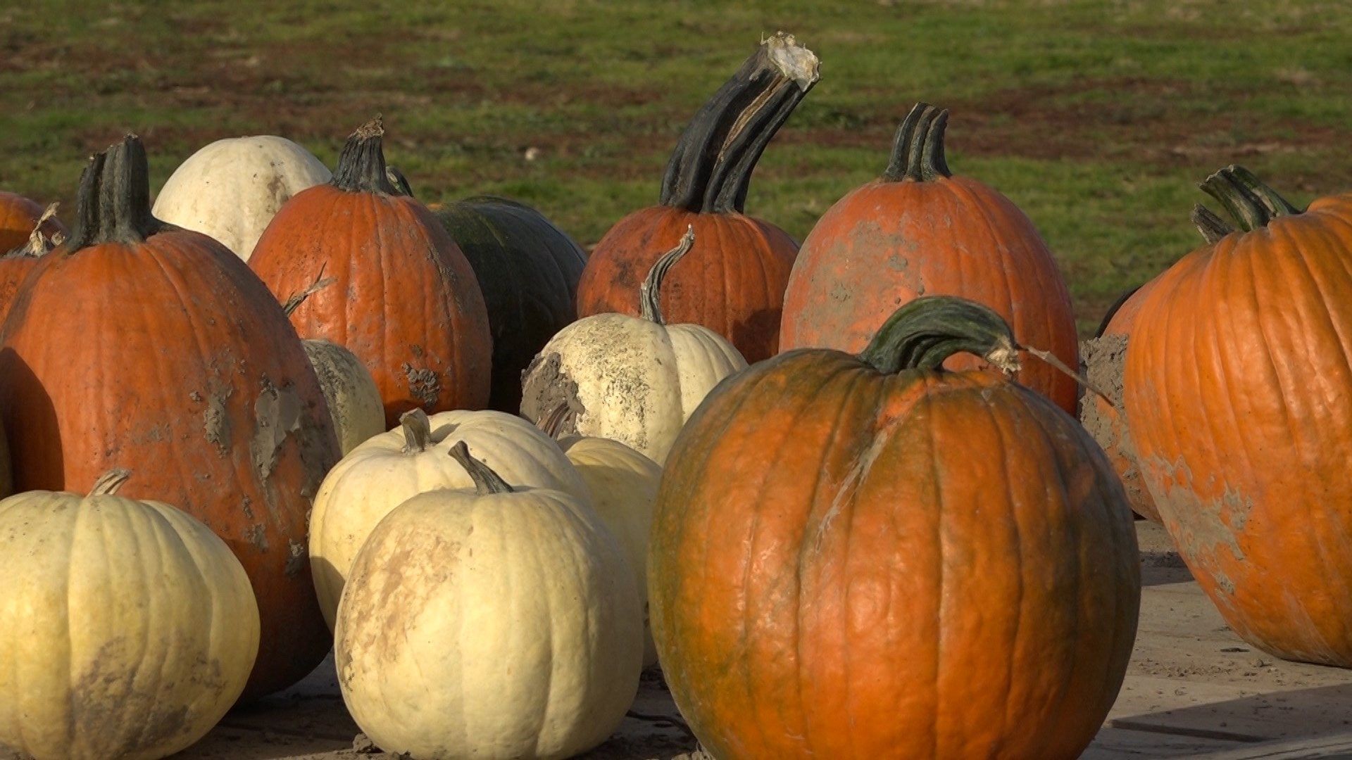 ‘Don't Trash It, Smash It!’: Sustainable Pumpkin Smash Event to be Held ...