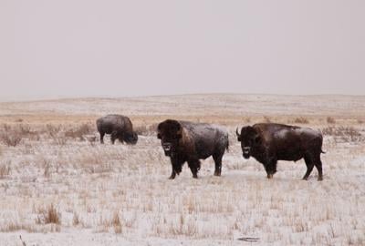 Missoula group appeals BLM move on northeastern Montana bison ...