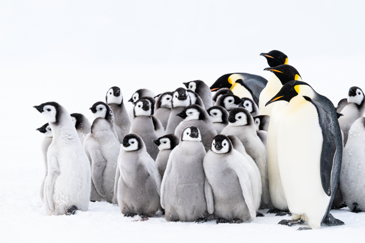 Endangered species among finalists for photography award | National ...