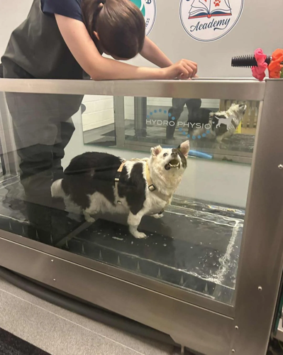 Morbidly obese dog thanks to nightly pasta sheds half his weight ...