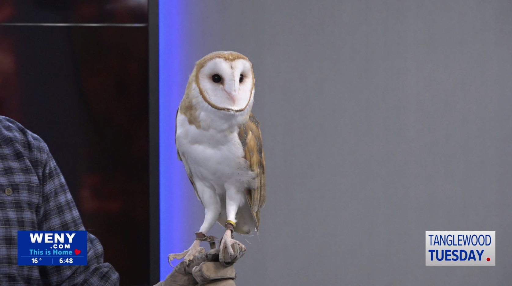 Casper the Barn Owl Introduces Viewers to Life as a Raptor at ...