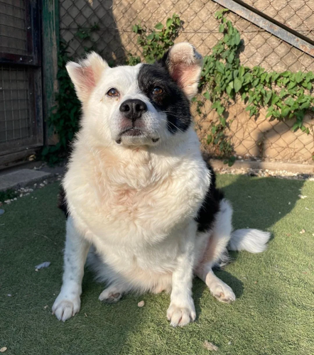Morbidly obese dog thanks to nightly pasta sheds half his weight ...