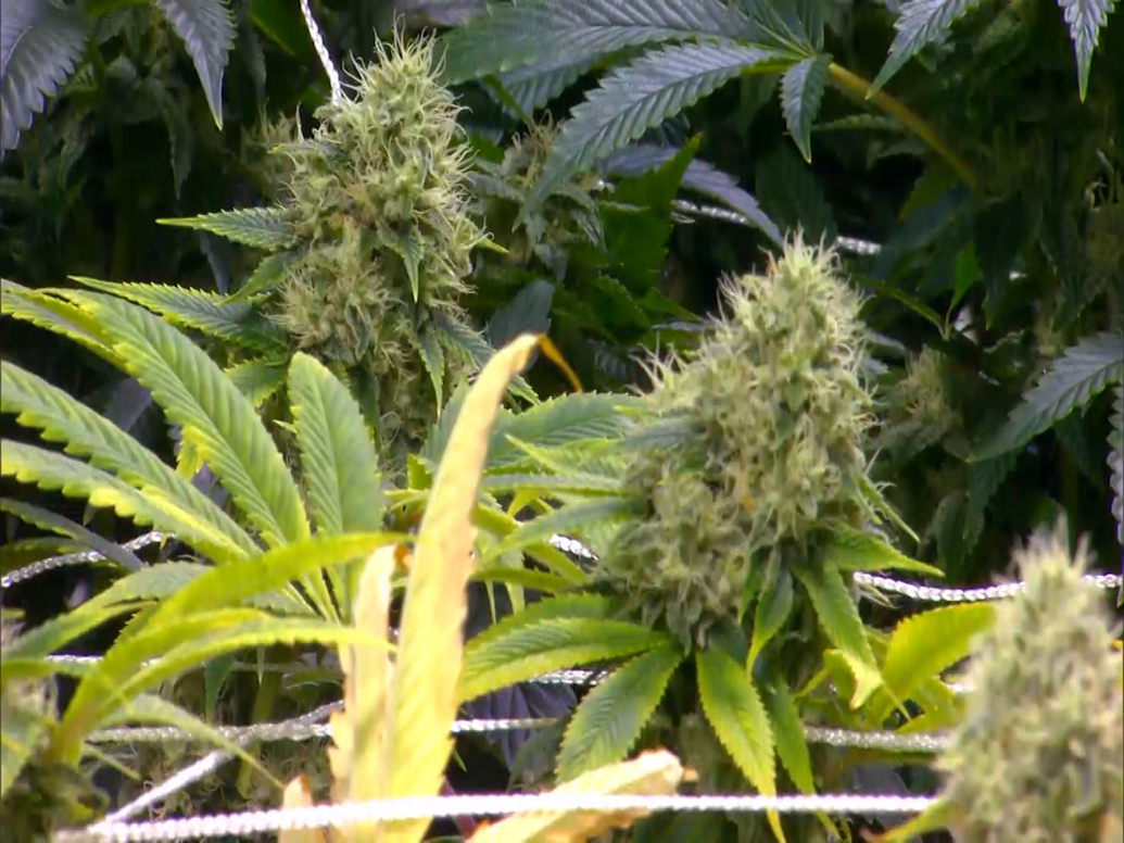 Cannabis Control Board Canned in Senate Vote | Harrisburg | weny.com