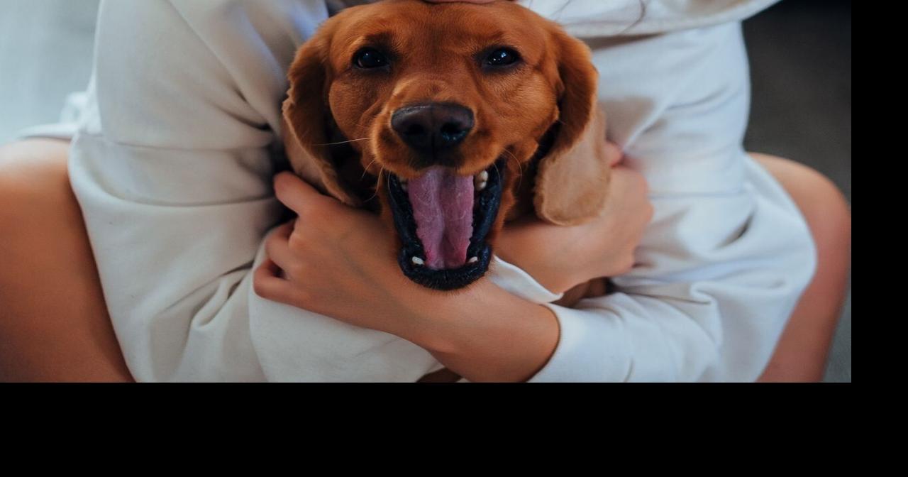 Does cuddling cats or dogs actually ease anxiety? | Health | weny.com