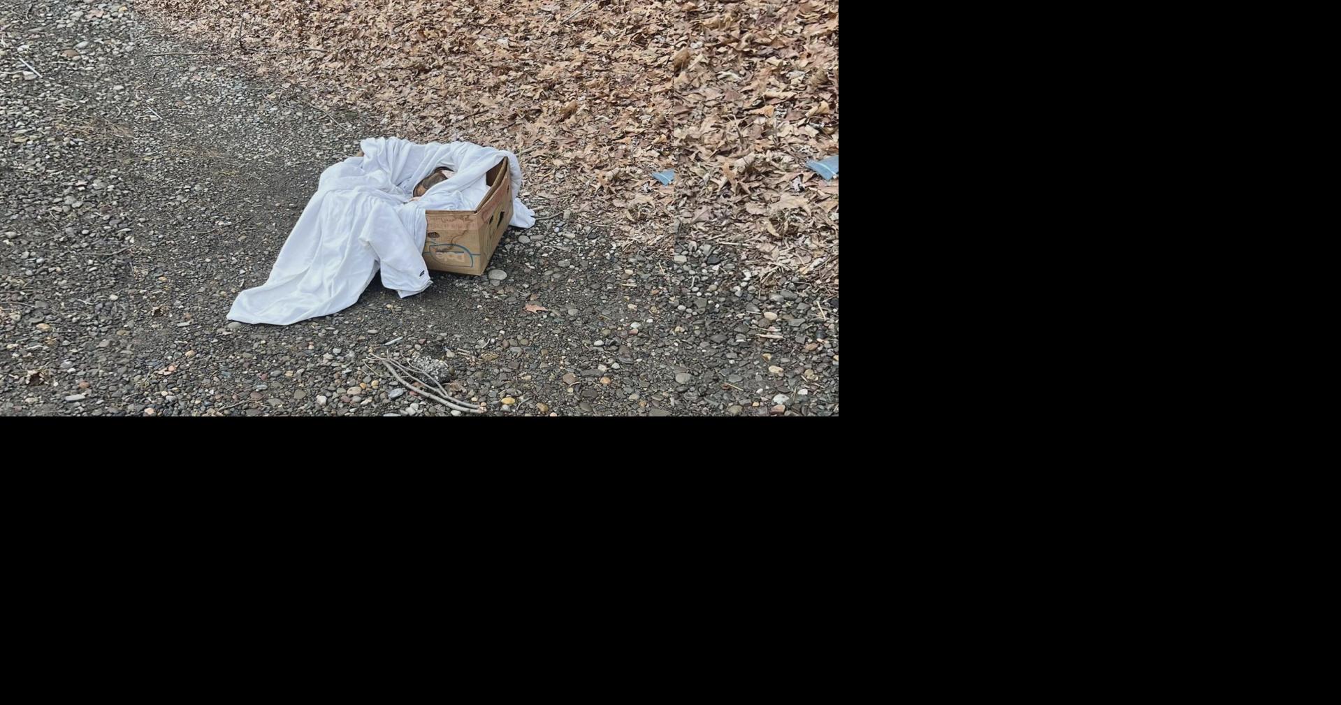 Investigation underway after dog found dead on Rt. 352 in Big Flats ...