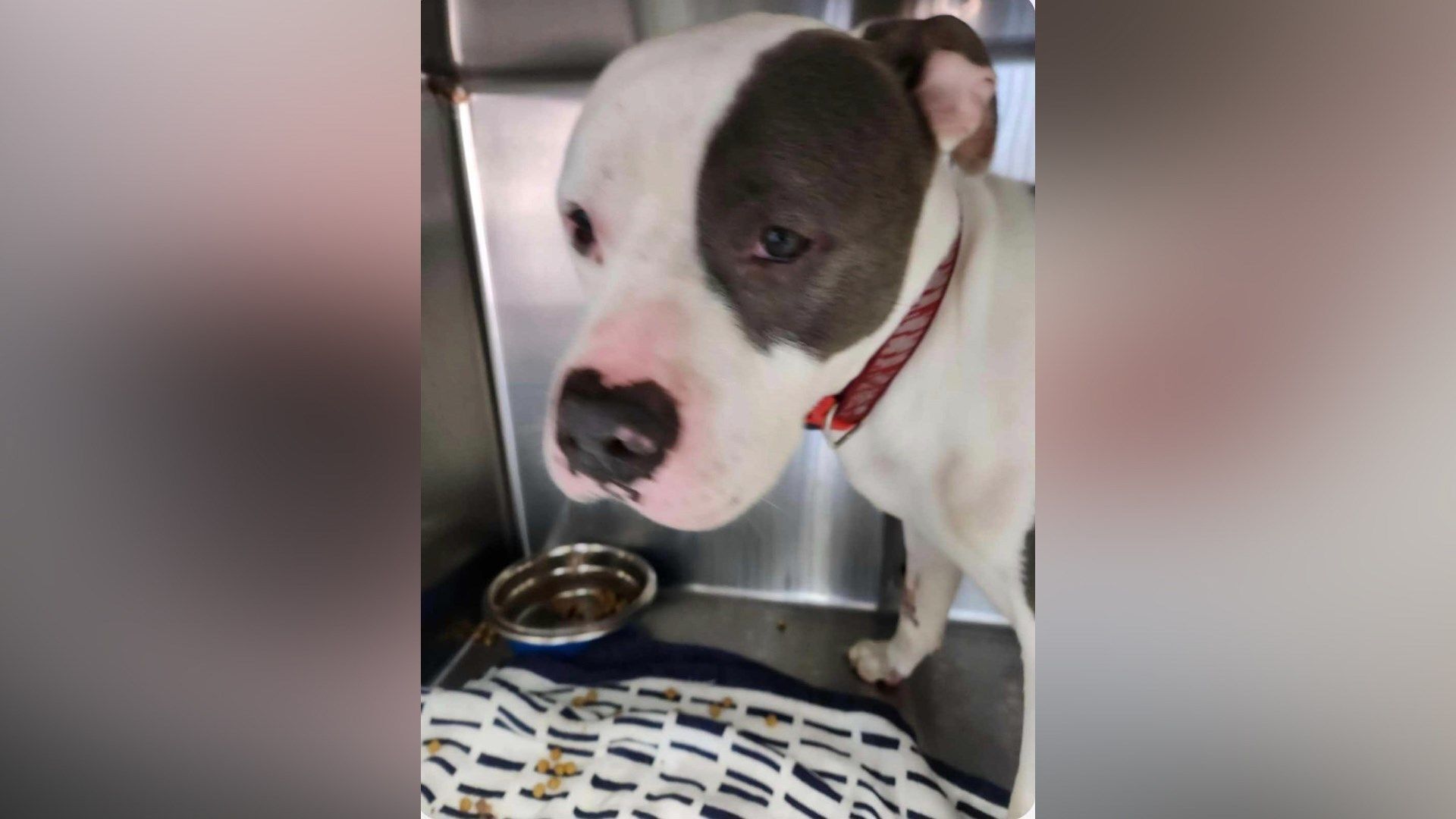 Loose dog found in Elmira recovering after testing revealed it ingested ...