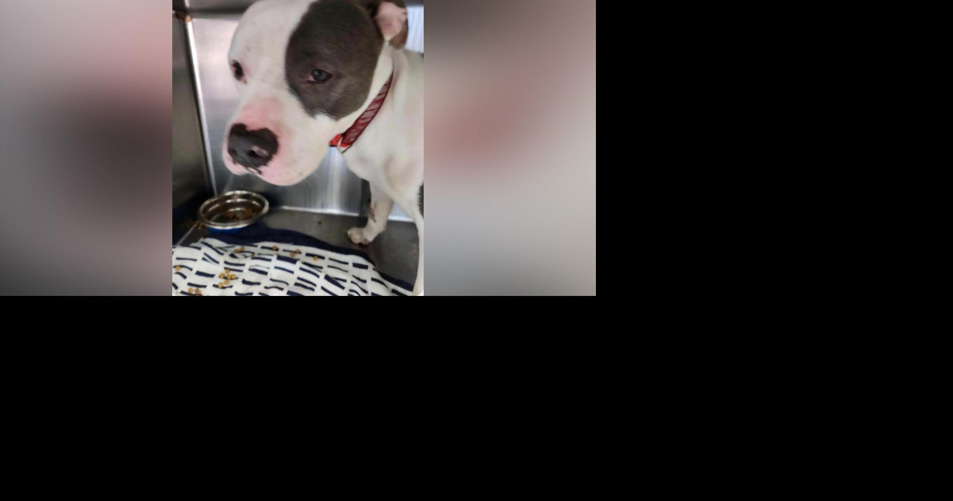 Loose dog found in Elmira recovering after testing revealed it ingested ...