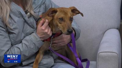Meet Waffle, WENY's SPCA Pet of the Week! | Regional | weny.com
