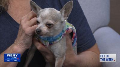 Meet Sissy, WENY’s Pet of the Week! | | weny.com
