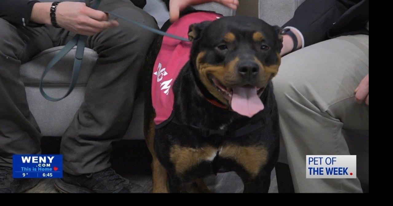 Meet Rose, WENY's Pet of the Week! | Do-not-import | weny.com