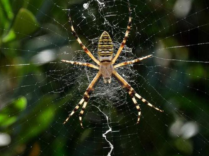 Intricate web patterns help spiders pinpoint their captured prey ...