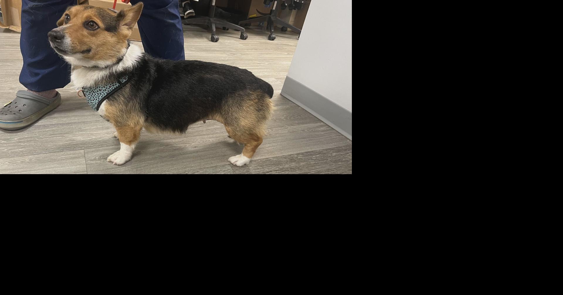 Breesport dog returned to family after missing for three weeks | News ...