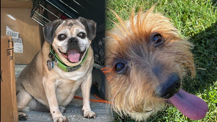 Bonded Senior Pair Benjjie and Roscoe, looking for their Fur-Ever Home ...