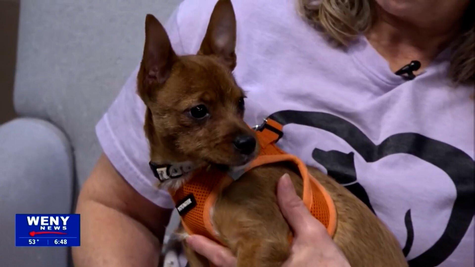 Meet Remy, WENY’s Pet of the Week from Pawz and Purrz! | Pet of the ...