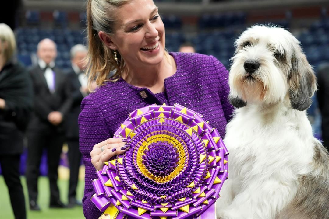A 'PBGV' wins Westminster dog show, a first for the breed | | weny.com