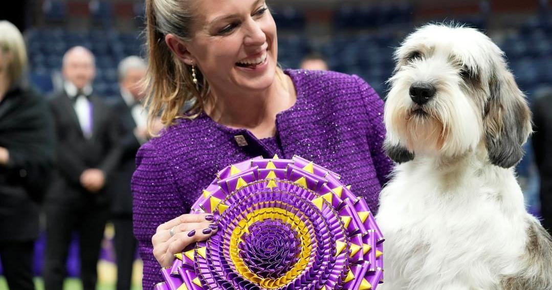 A 'PBGV' wins Westminster dog show, a first for the breed | | weny.com