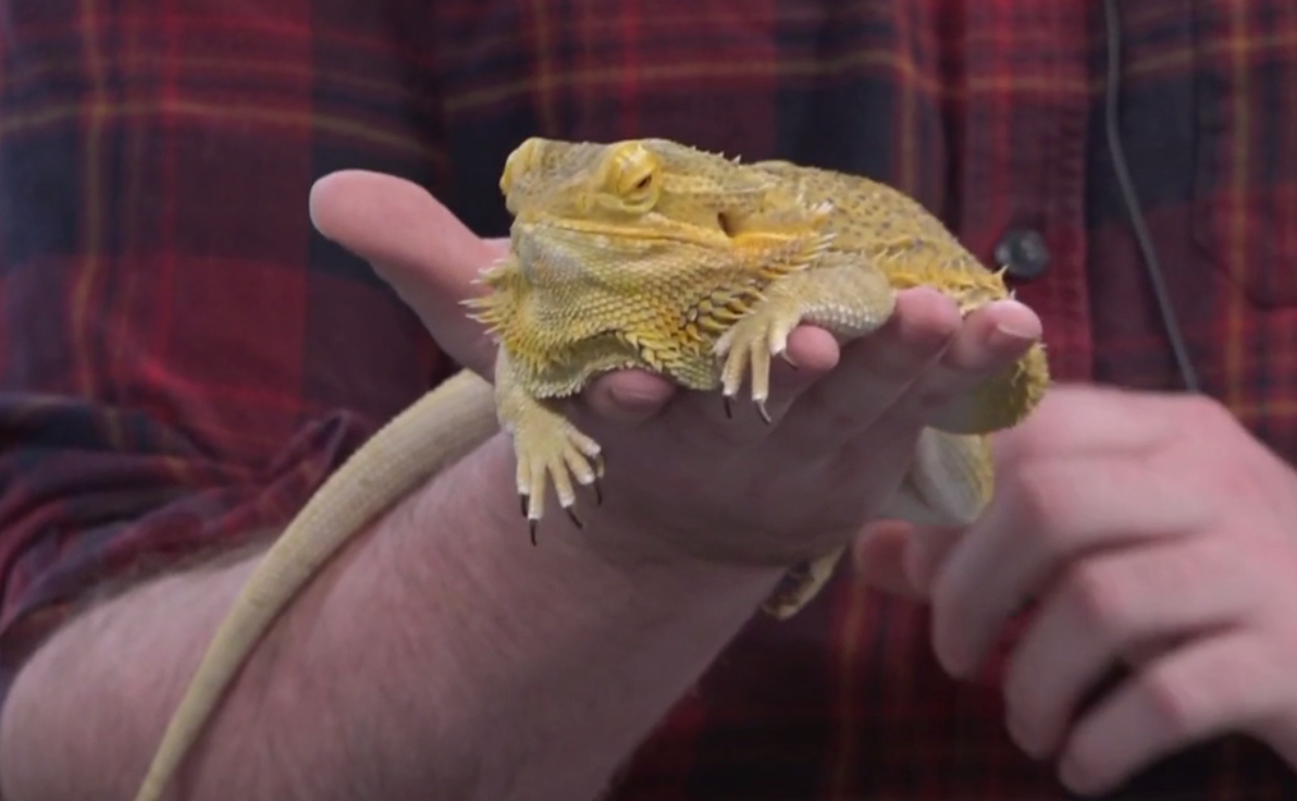 Tanglewood Tuesday: Meet Pedro the Bearded Dragon | Local | weny.com