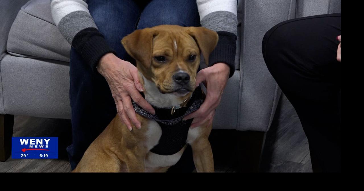 Meet Oak, WENY’s Pet of the Week! | Local | weny.com