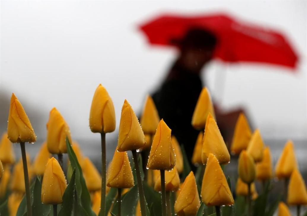 'April Showers Bring May Flowers' : The Meaning Behind the Phrase ...