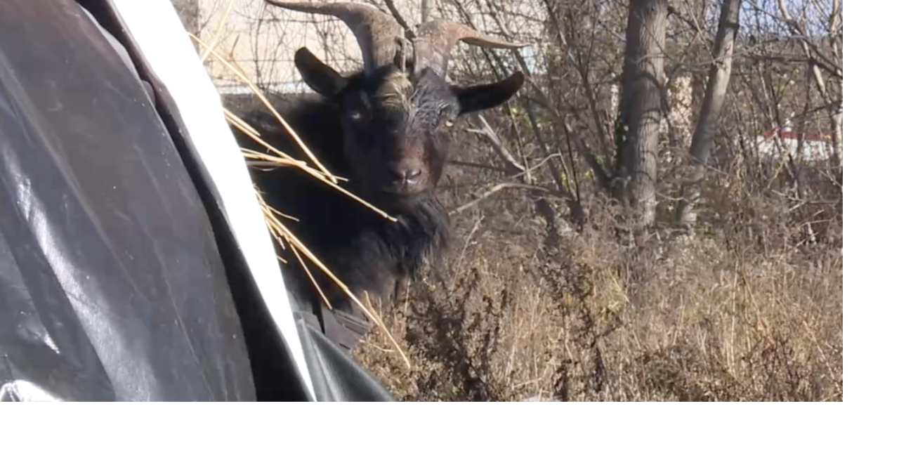 VIDEO: Man jumps onto car roof after goat gets loose in Detroit neighborhood | Regional | weny.com