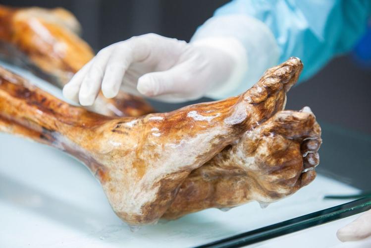 Contents of 5,300-year-old Ötzi the Iceman’s body revealed | National ...