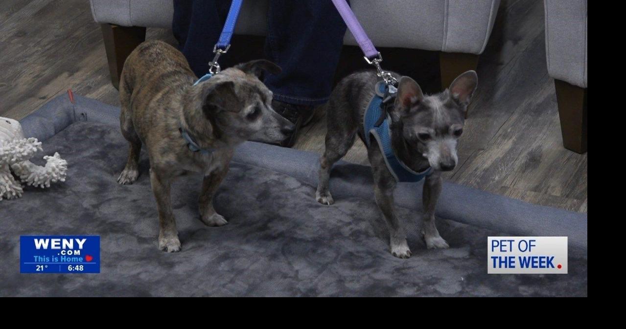 Meet Sophie and Pipsqueak, WENY's Pet of the Week! | | weny.com