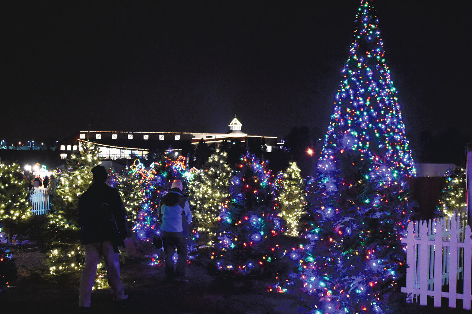 Lights, trees, action: Thornton ready for WinterFest | Archives ...