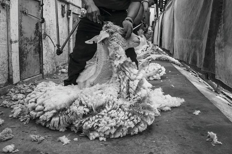Colorado wool harvest draws foreign workers | Archives ...