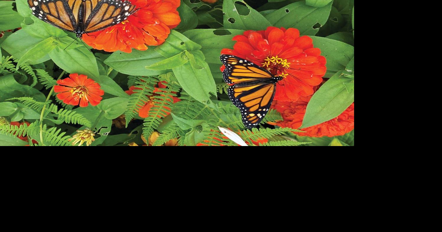 Monarch Magic comes to Butterfly Pavilion | Archives ...