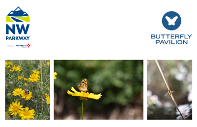 Groups plan pollinator paradise along Northwest Parkway | Environment ...