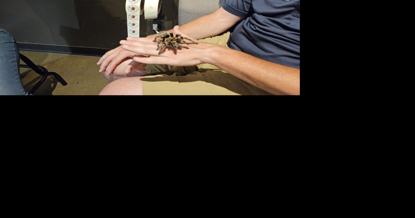 Bug-eyed but beautiful, a new spider arrives at the Butterfly Pavilion ...
