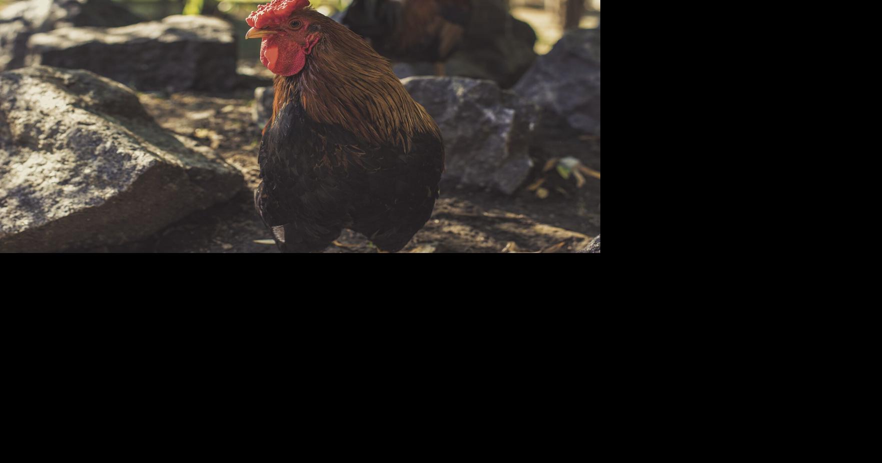 Avondale council updates chicken code | News | westvalleyview.com