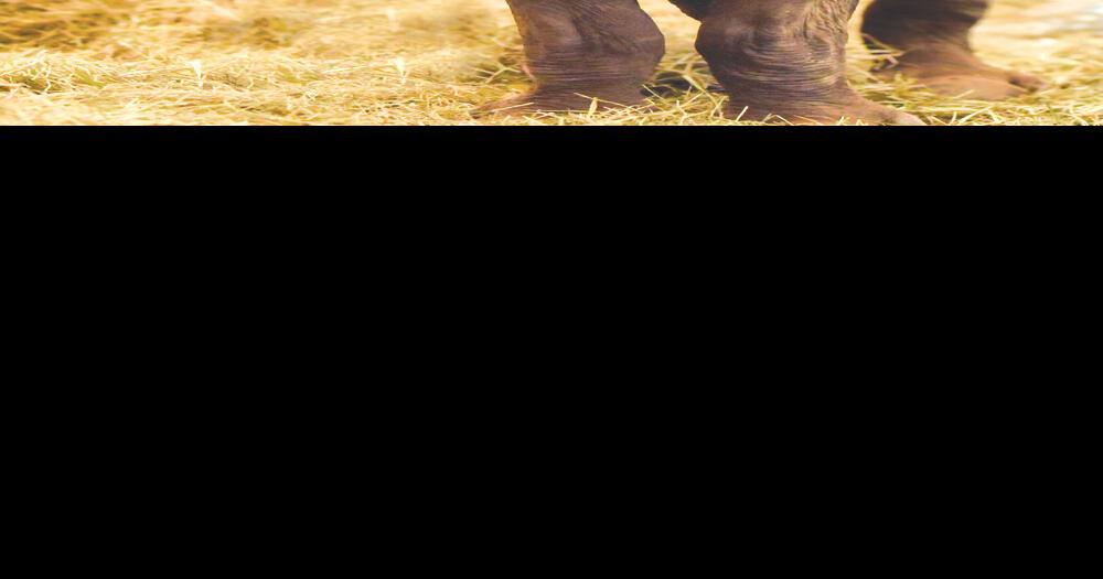 First rhino in decades born at Wildlife World Zoo | News ...