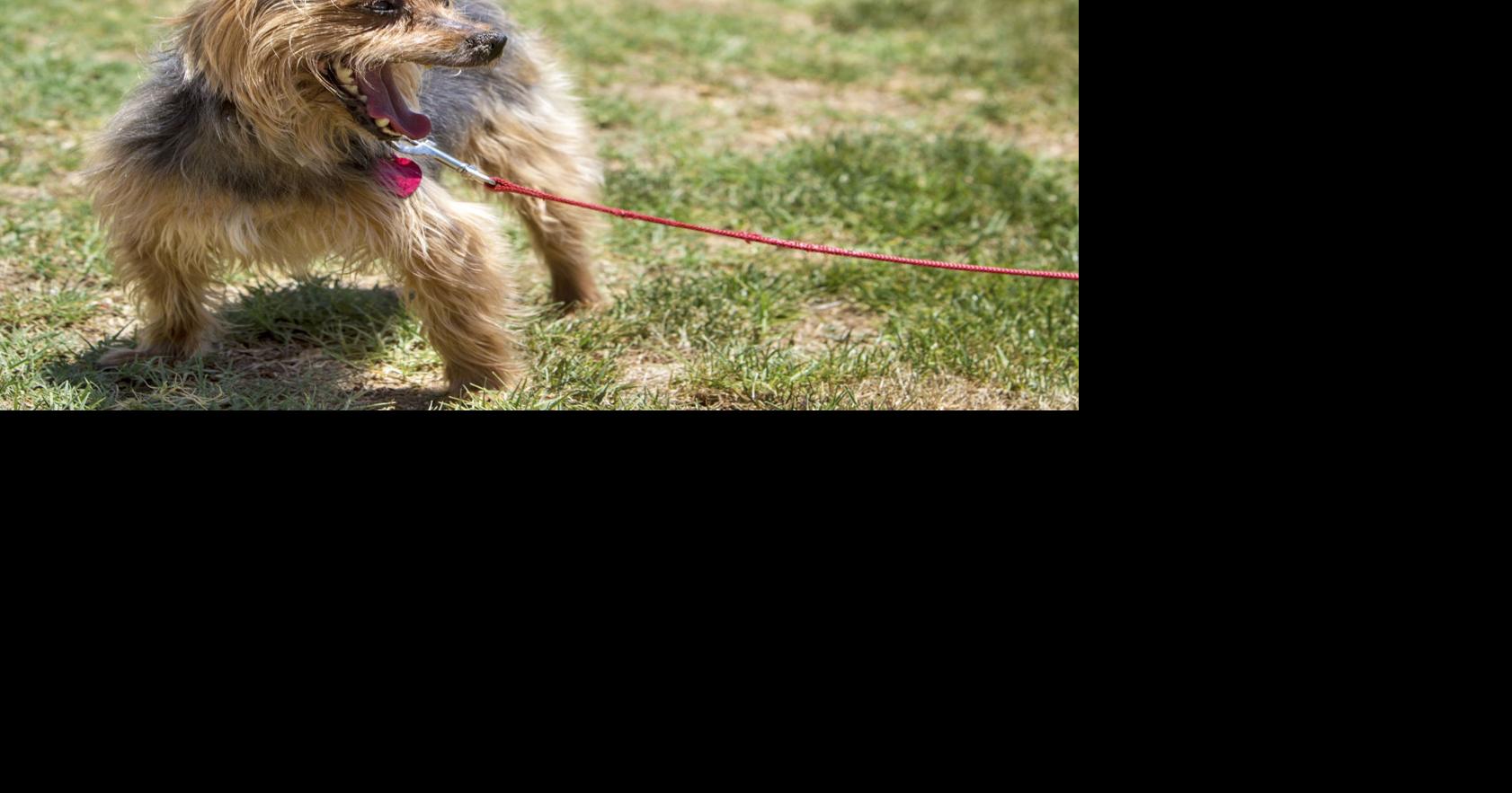 Yorkie Luv Rescue provides hope for homeless dogs | News ...