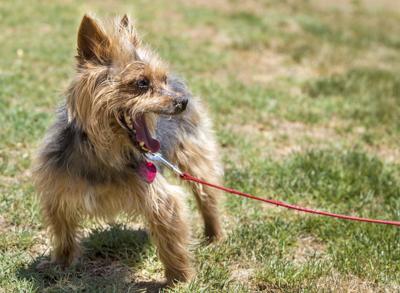 Yorkie Luv Rescue provides hope for homeless dogs | News ...
