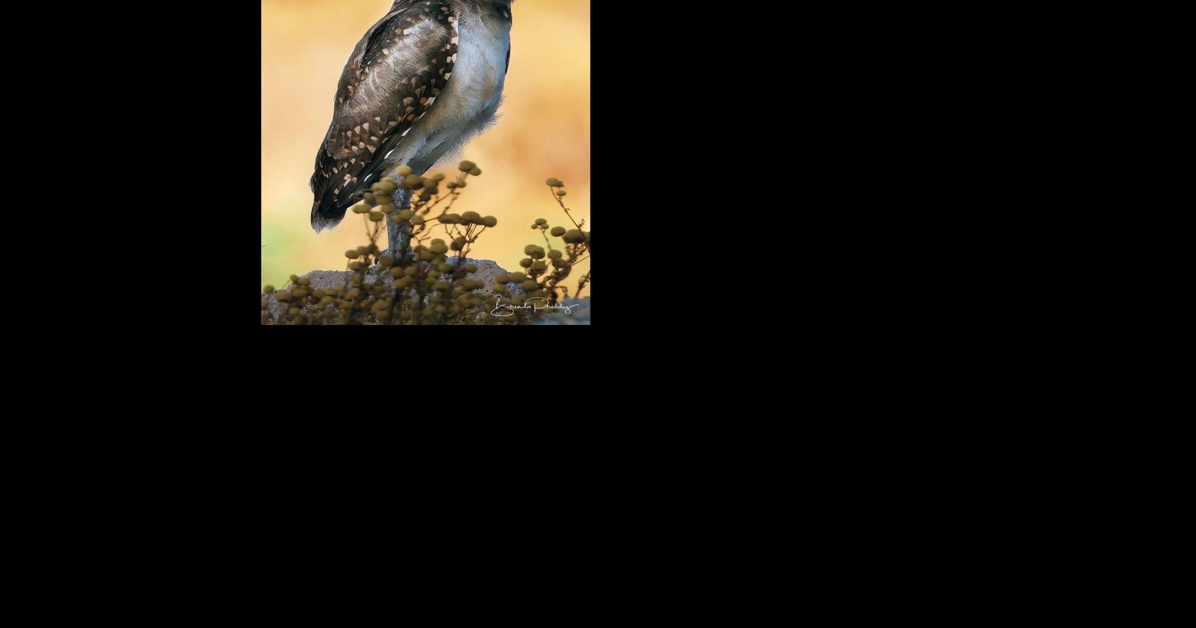 Local artist featured in Goodyear Library exhibits | Features ...