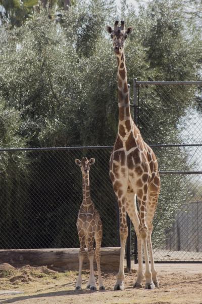 Reticulated giraffe born at Wildlife World Zoo | Community ...