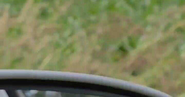 Peek-a-boo bear | | wfmj.com