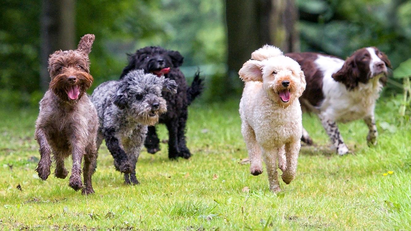 4th annual ‘Paw-Lapalooza’ brings together Valley dogs, animal shelter ...