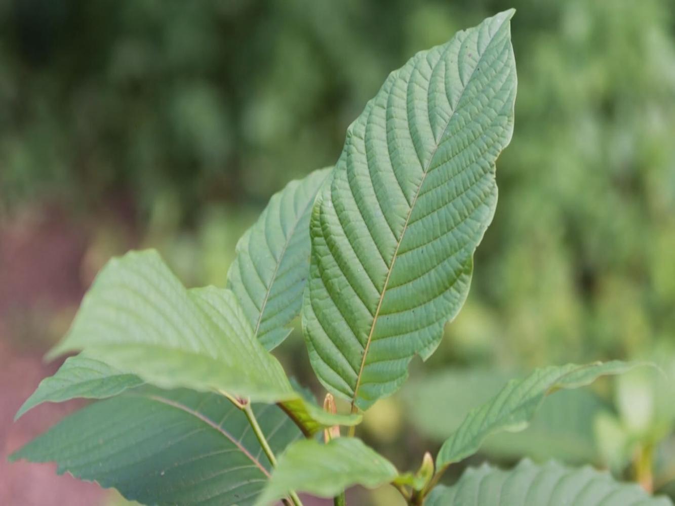 Ohio temporarily bans kratom-related products, permanent resolution ...