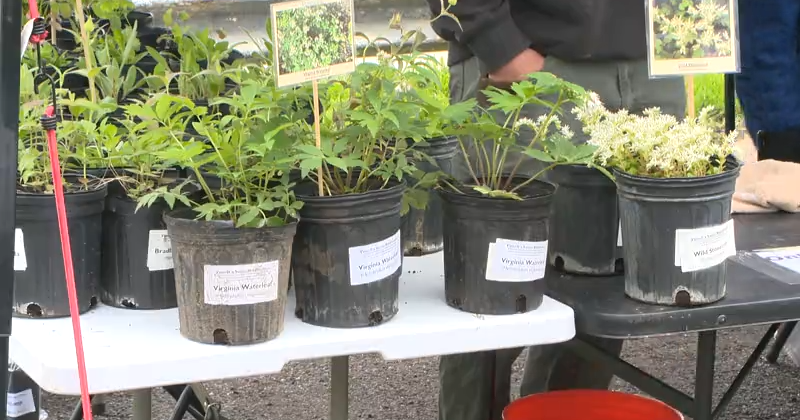 Youngstown event highlights bees and native plants | Youngstown News ...