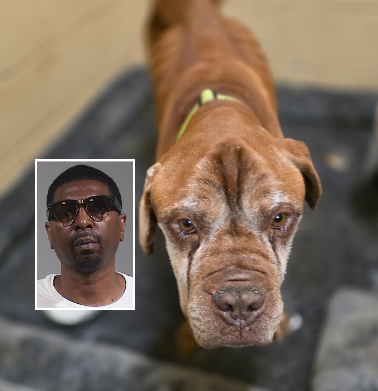 Dog rescued in Warren dies during surgery, owner charged | Warren News ...
