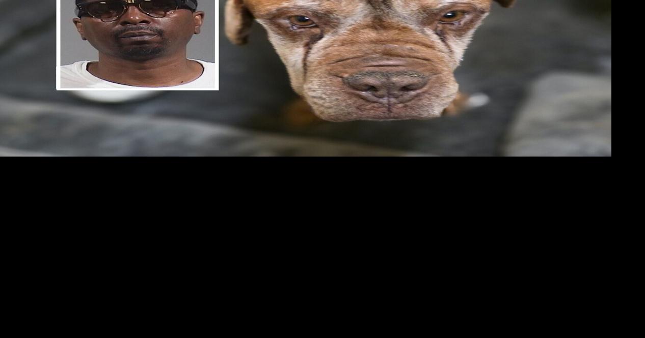 Dog rescued in Warren dies during surgery, owner charged | Warren News ...