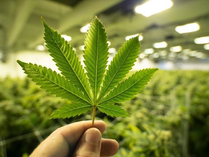 OneOhio Recovery Foundation announces $20 campaign on marijuana risks ...