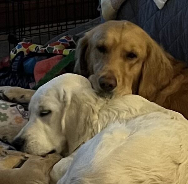 Animal Charity of Ohio halts control services over costs | Local News ...